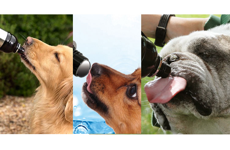 La botella termo especial para perros | Regalador.com