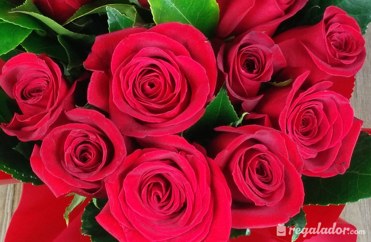 Ramo de rosas rojas para enamorar en Regalador.com