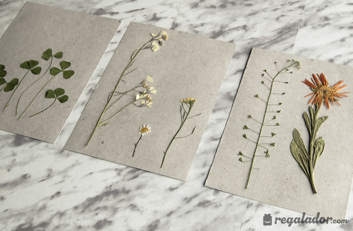 Kit de prensado de flores | Regalador.com